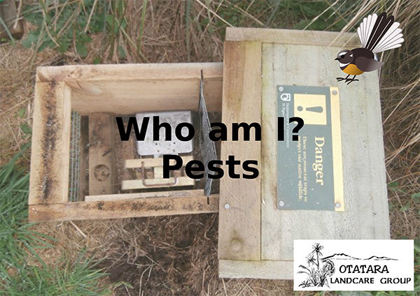 Otatara Pests • Otatara Landcare Group Otatara Pests • Otatara Landcare Group